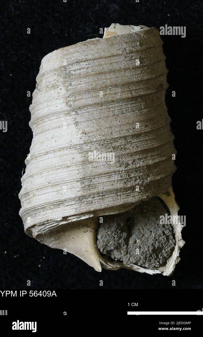 Turritella sp animalia hi-res stock photography and images - Alamy