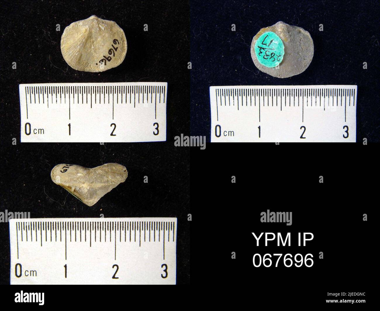 Dalmanella subcarinata Hall, 1857 Stock Photo - Alamy