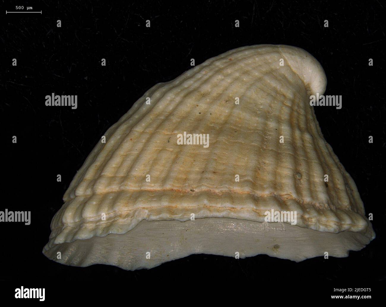 Diodora noachina linnaeus hi-res stock photography and images - Alamy