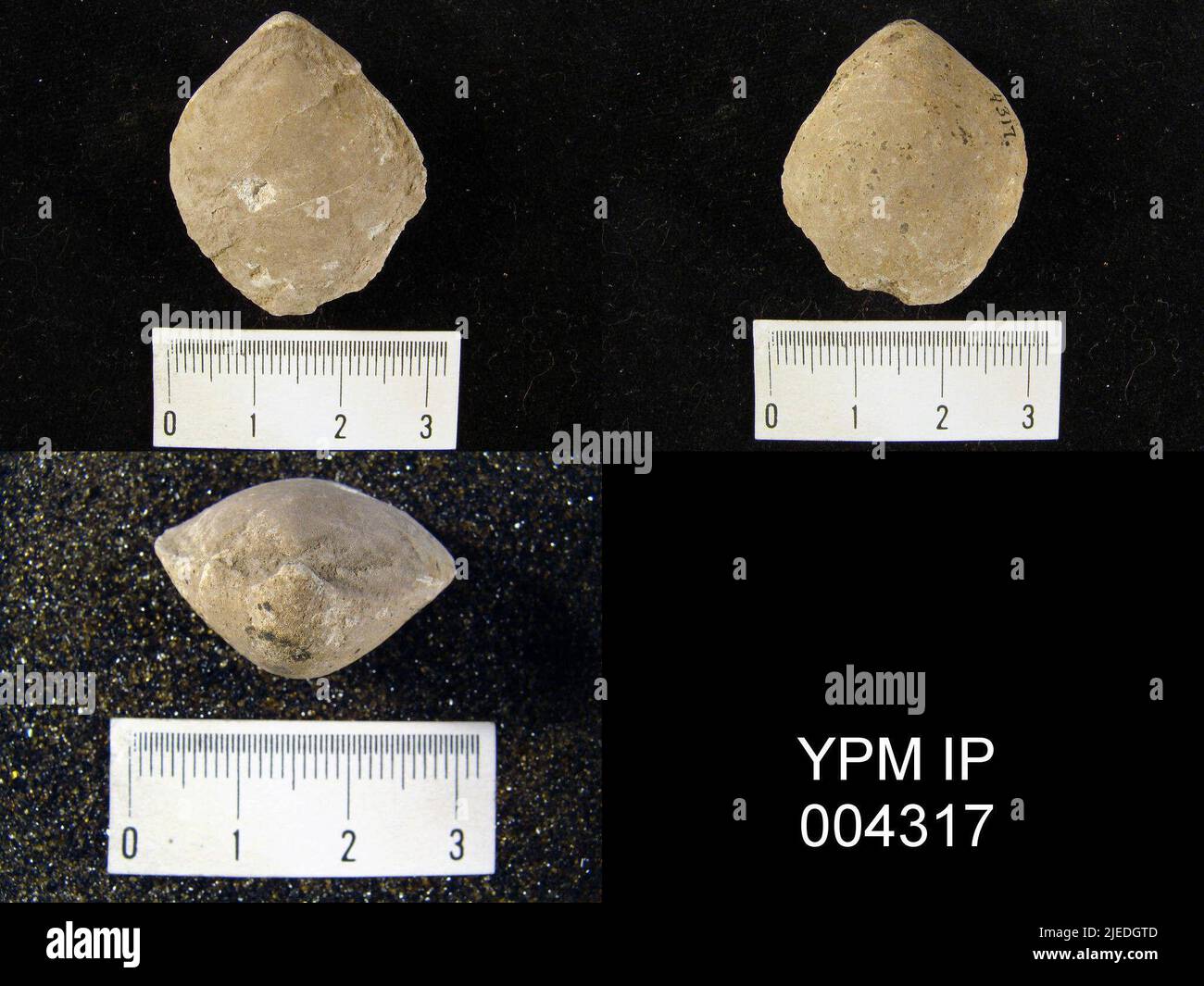 Stringocephalus hi-res stock photography and images - Alamy