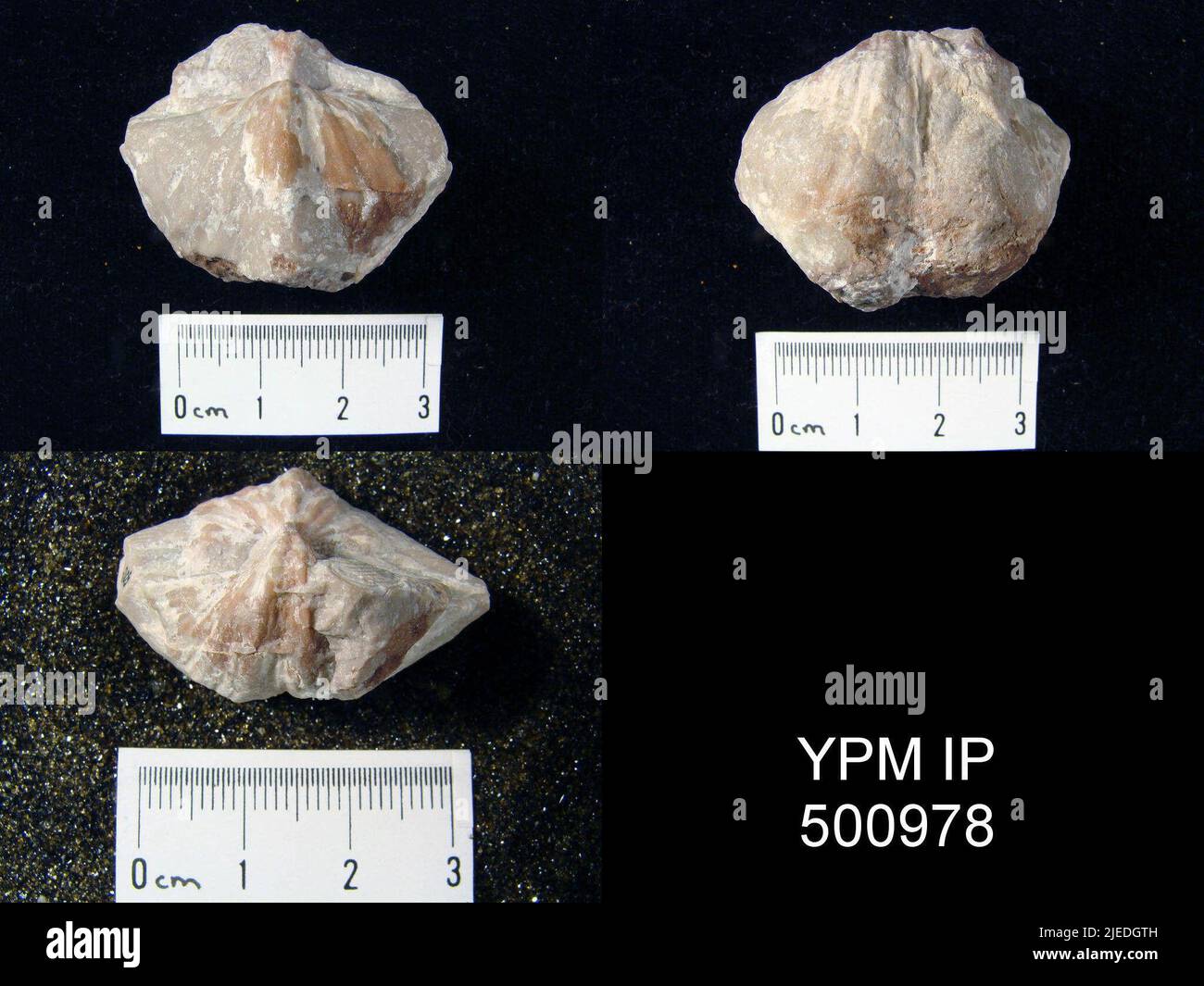 Neospirifer dunbari animalia hi-res stock photography and images - Alamy