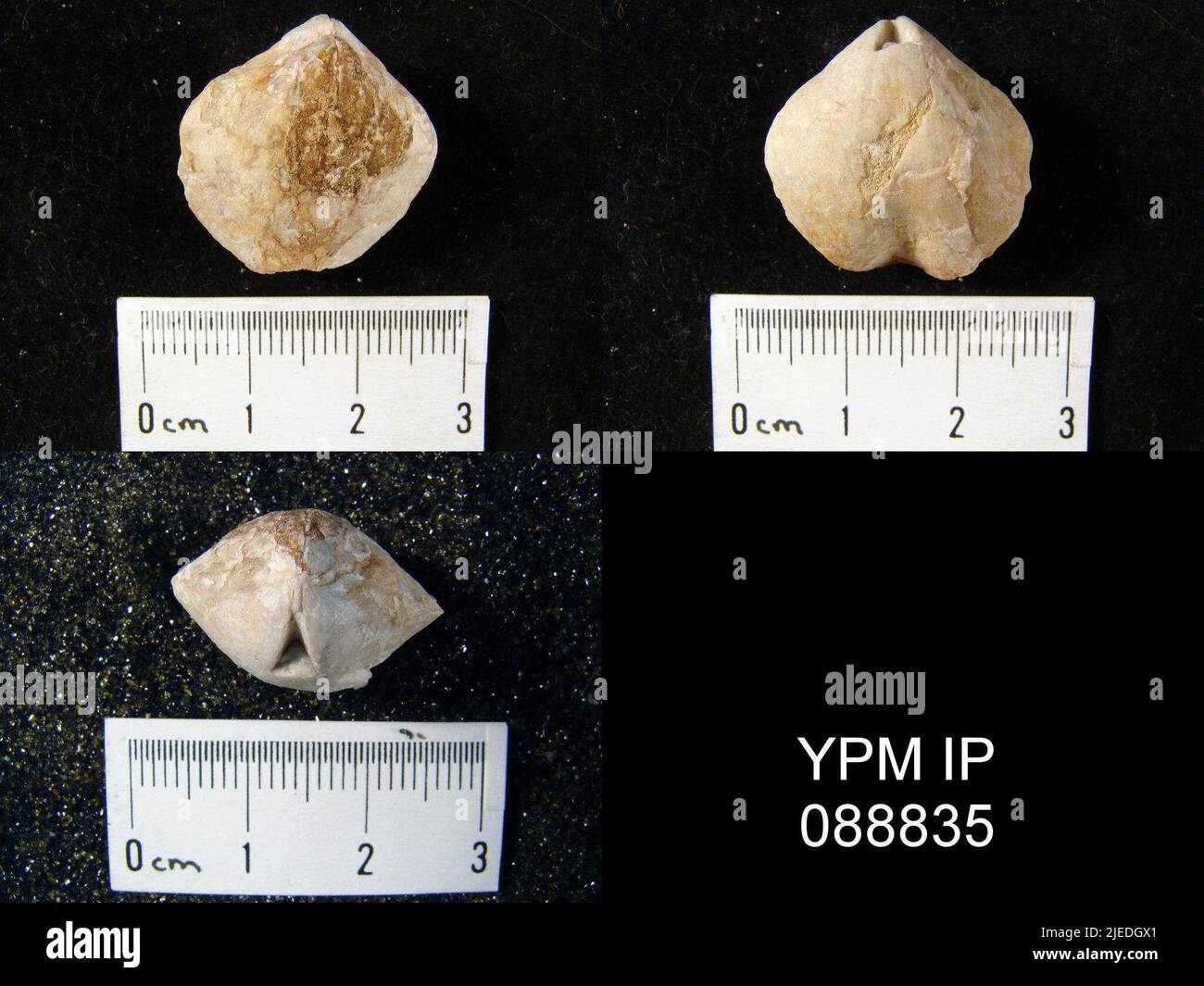 Meristina maria hall hi-res stock photography and images - Alamy