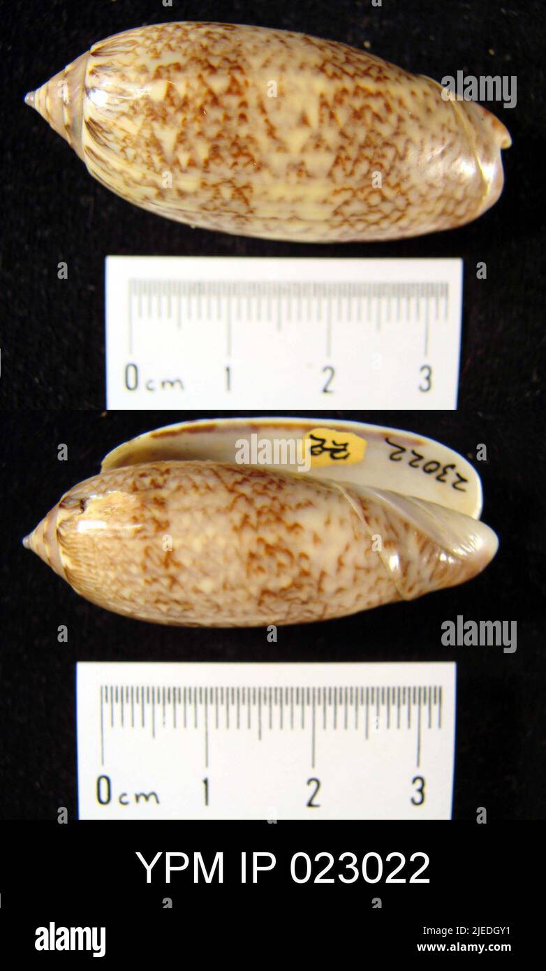 Oliva sp animalia hi-res stock photography and images - Alamy