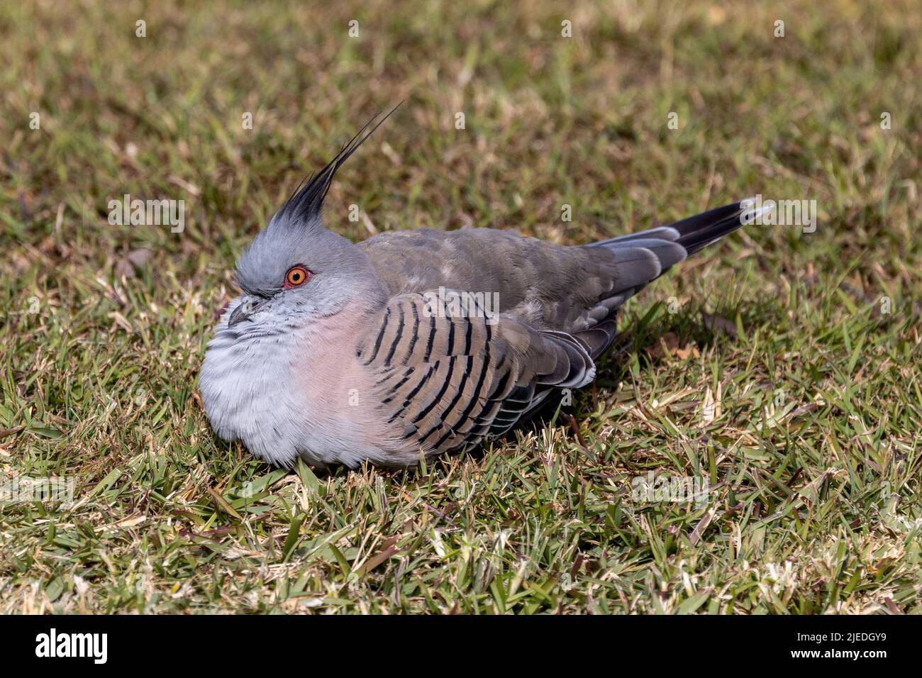 Australian crested pigeon resting hi-res stock photography and images ...