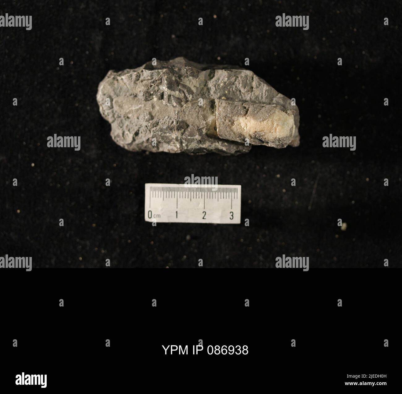 Vaginoceras piscator animalia hi-res stock photography and images - Alamy