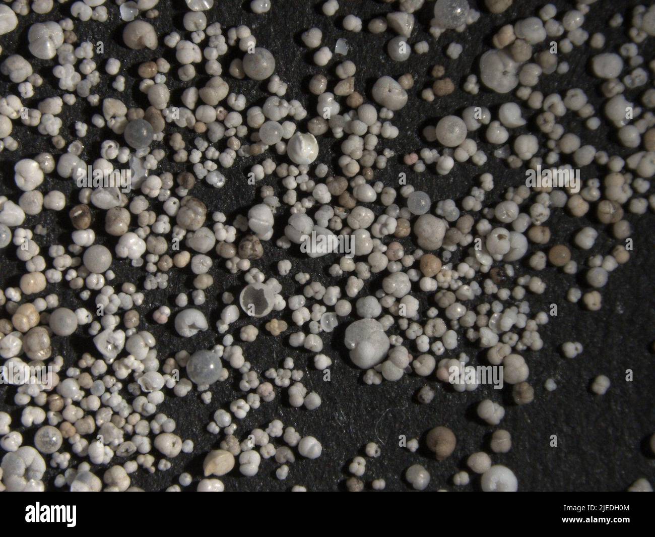 Foraminiferida f hi-res stock photography and images - Alamy