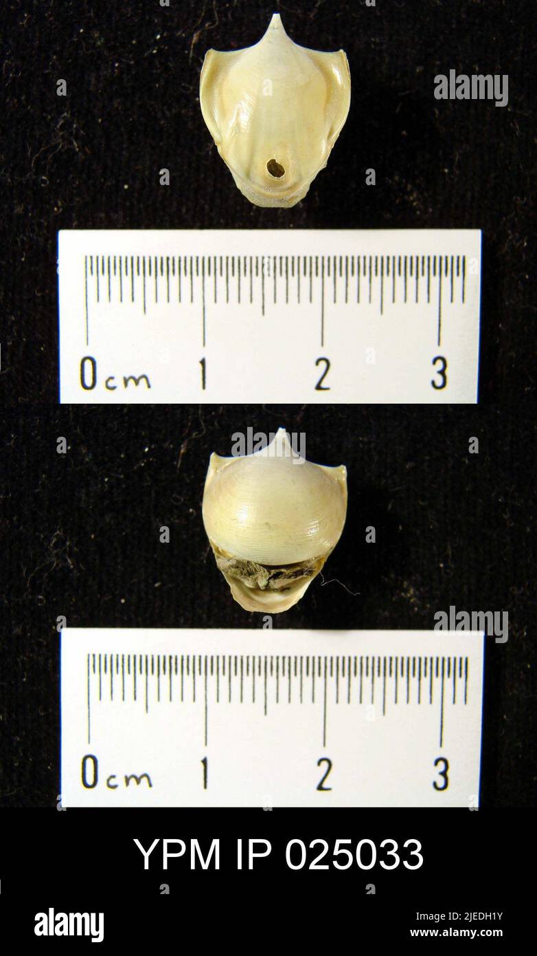 Cavolinia tridentata forskal animalia hi-res stock photography and images - Alamy