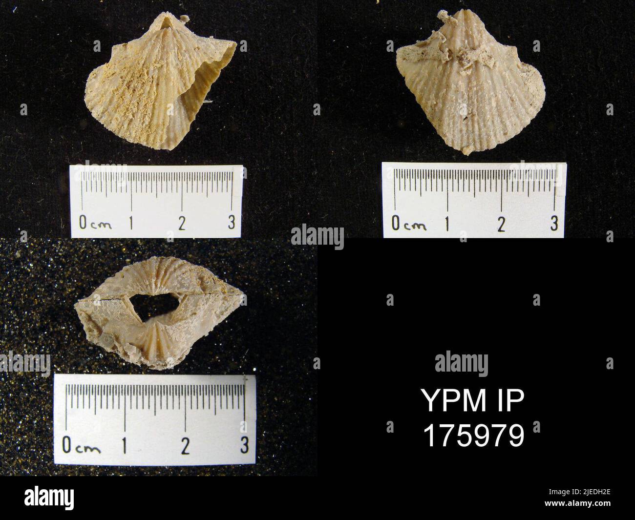 Neospirifer sp animalia hi-res stock photography and images - Alamy