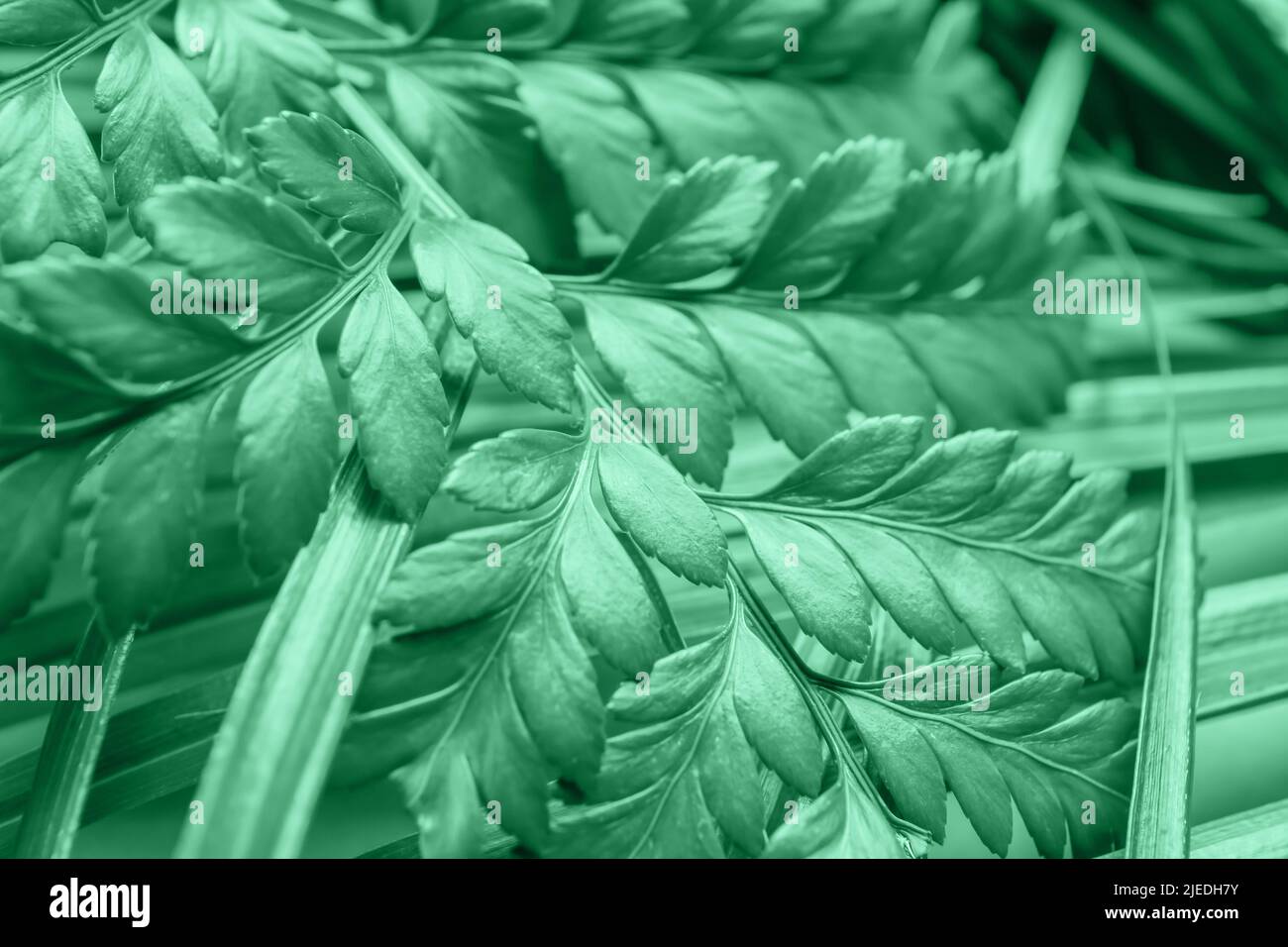 Fresh tropical fern leaves, closeup. Photo in mint colors Stock Photo ...