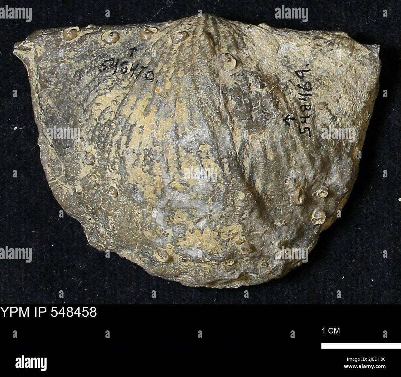 Craniiformea hi-res stock photography and images - Alamy