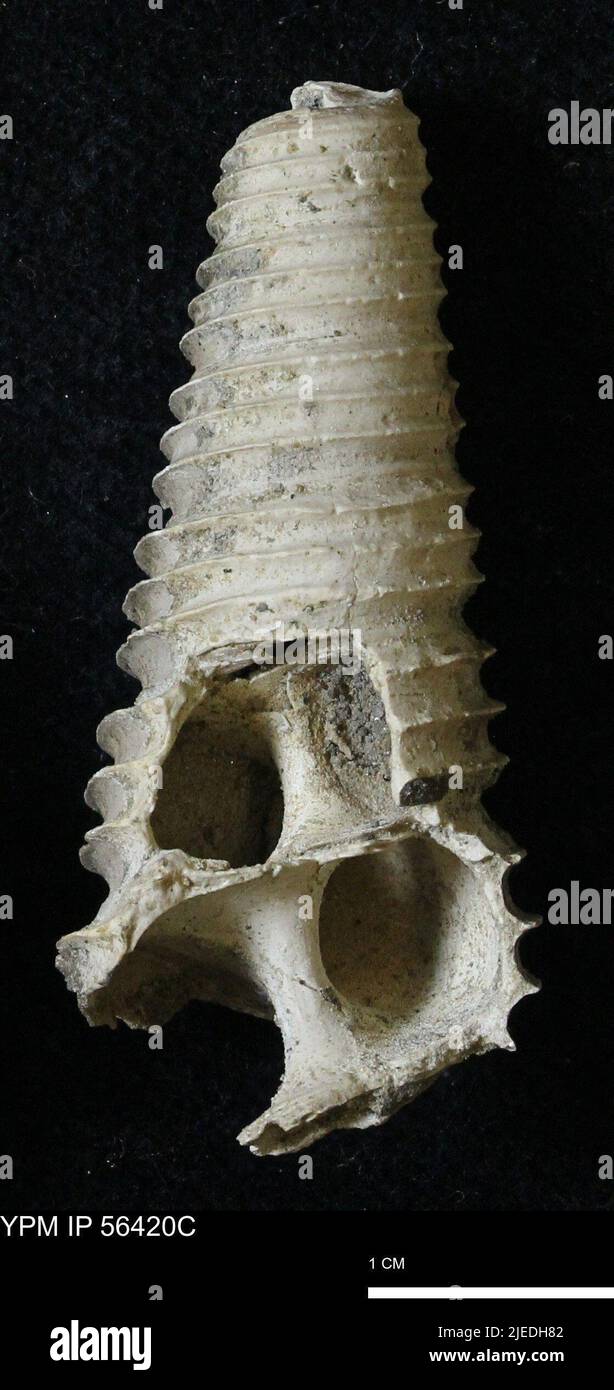 Turritella trilira animalia hi-res stock photography and images - Alamy