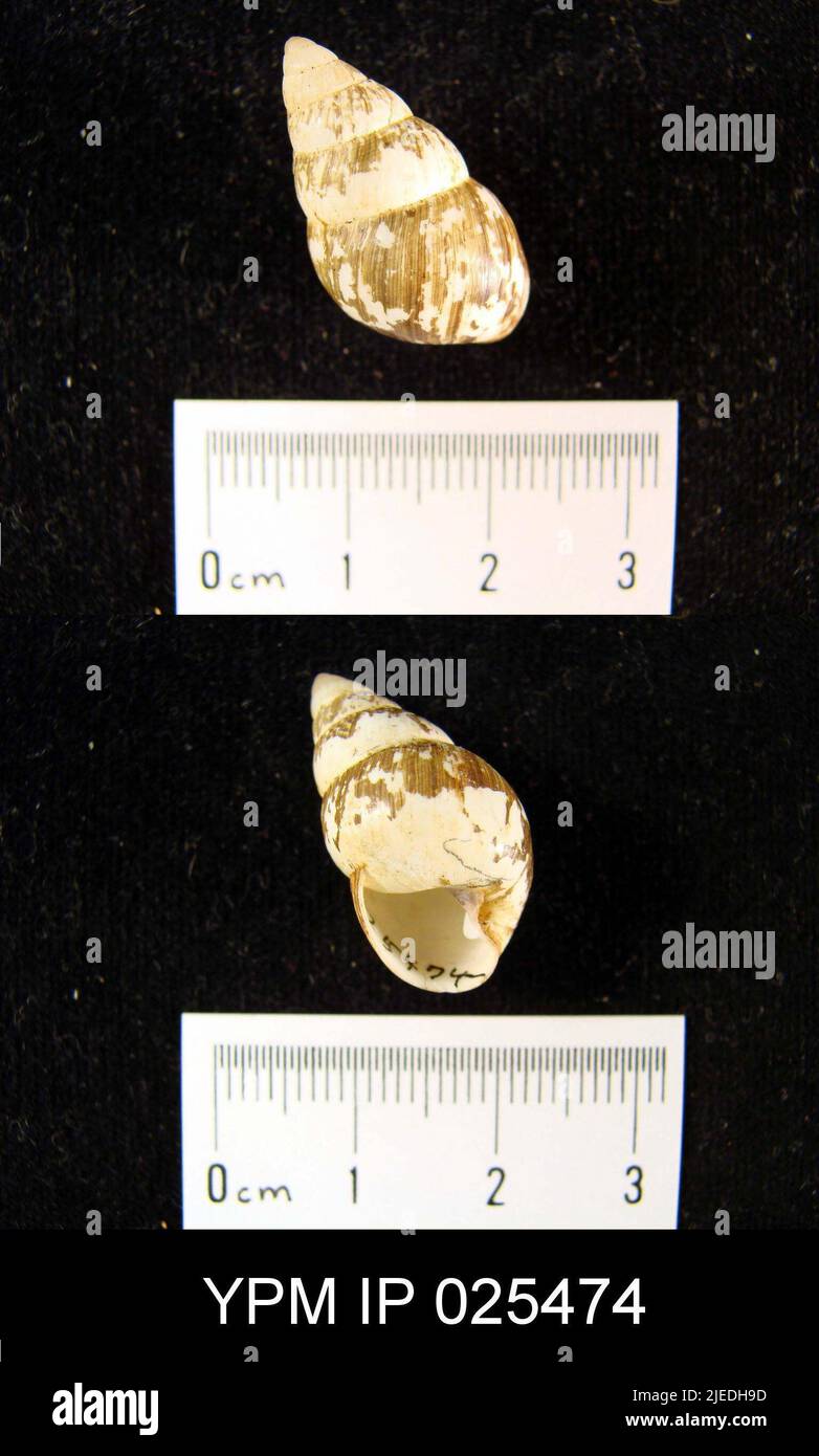 Liguus sp animalia hi-res stock photography and images - Alamy