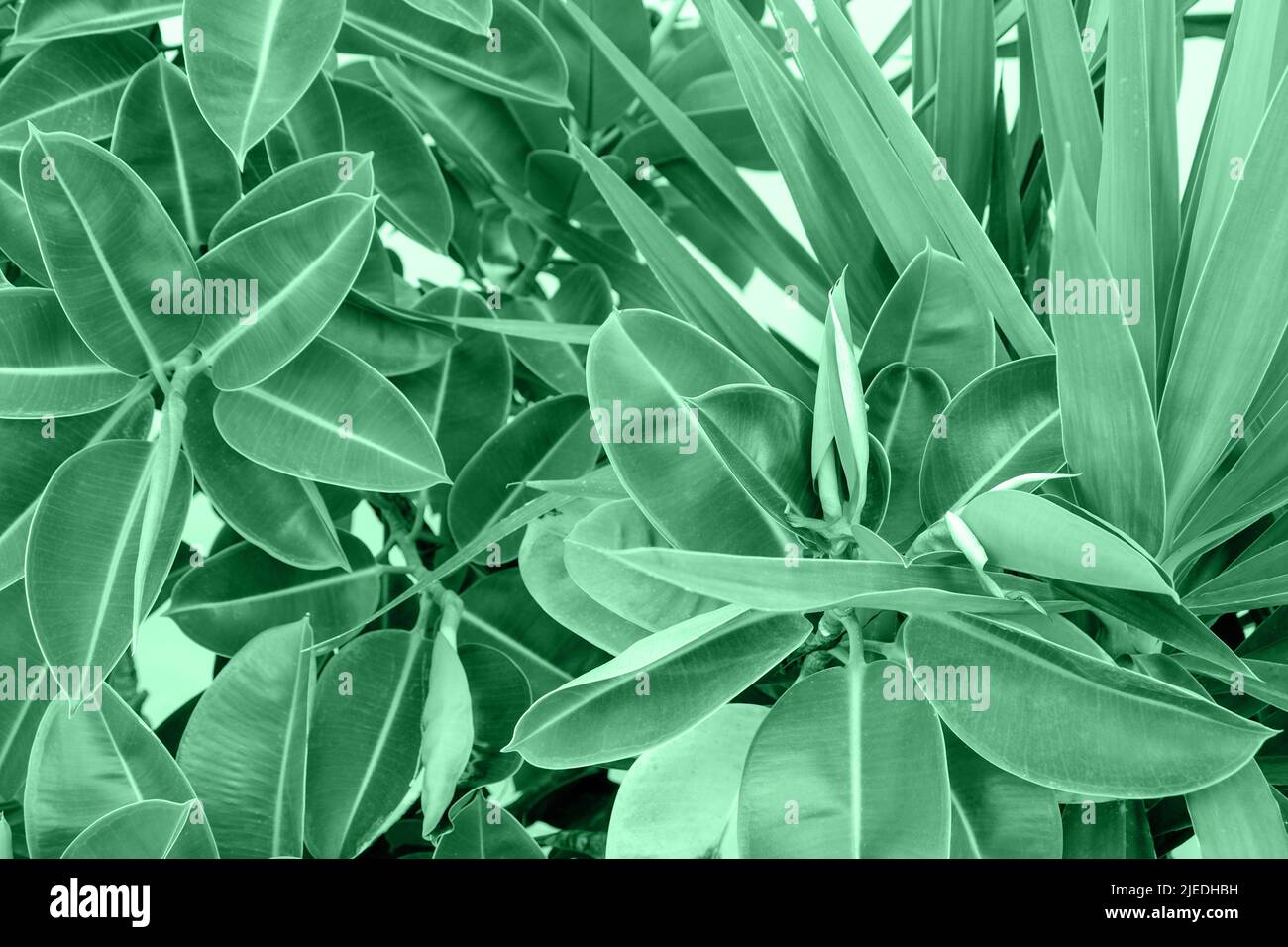 Ficus plant growing outdoors. Photo in mint colors Stock Photo - Alamy