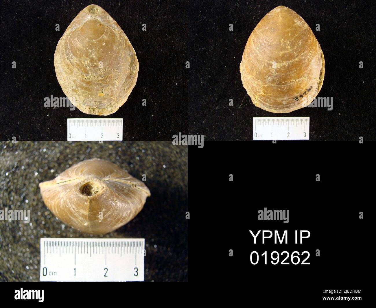 Terebratula grandis Blumenbach, 1803 Stock Photo - Alamy