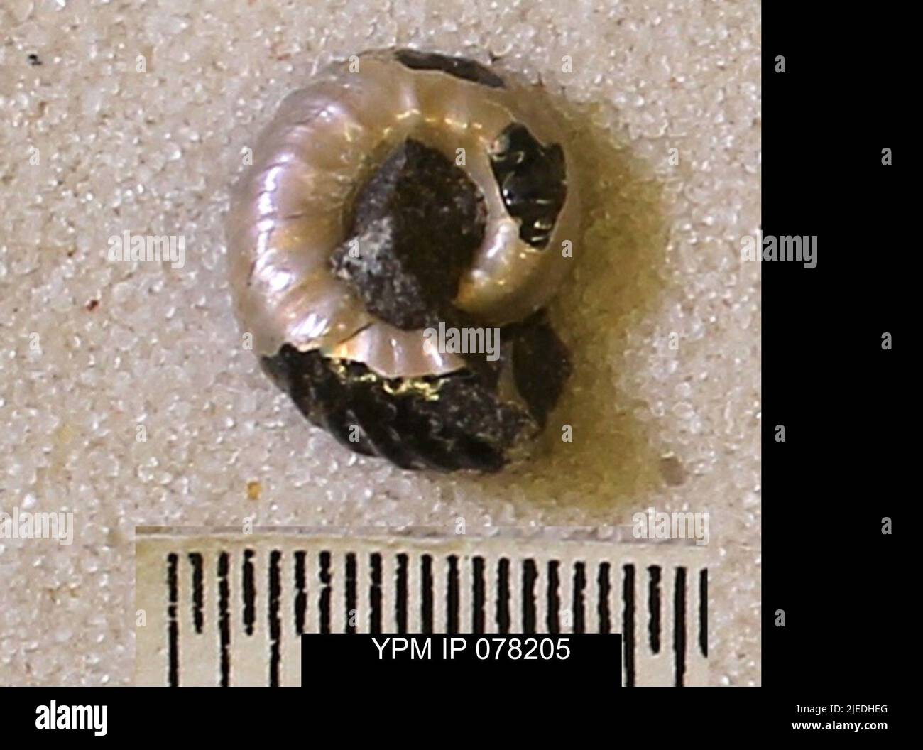 Ammonite shell structures hi-res stock photography and images - Alamy