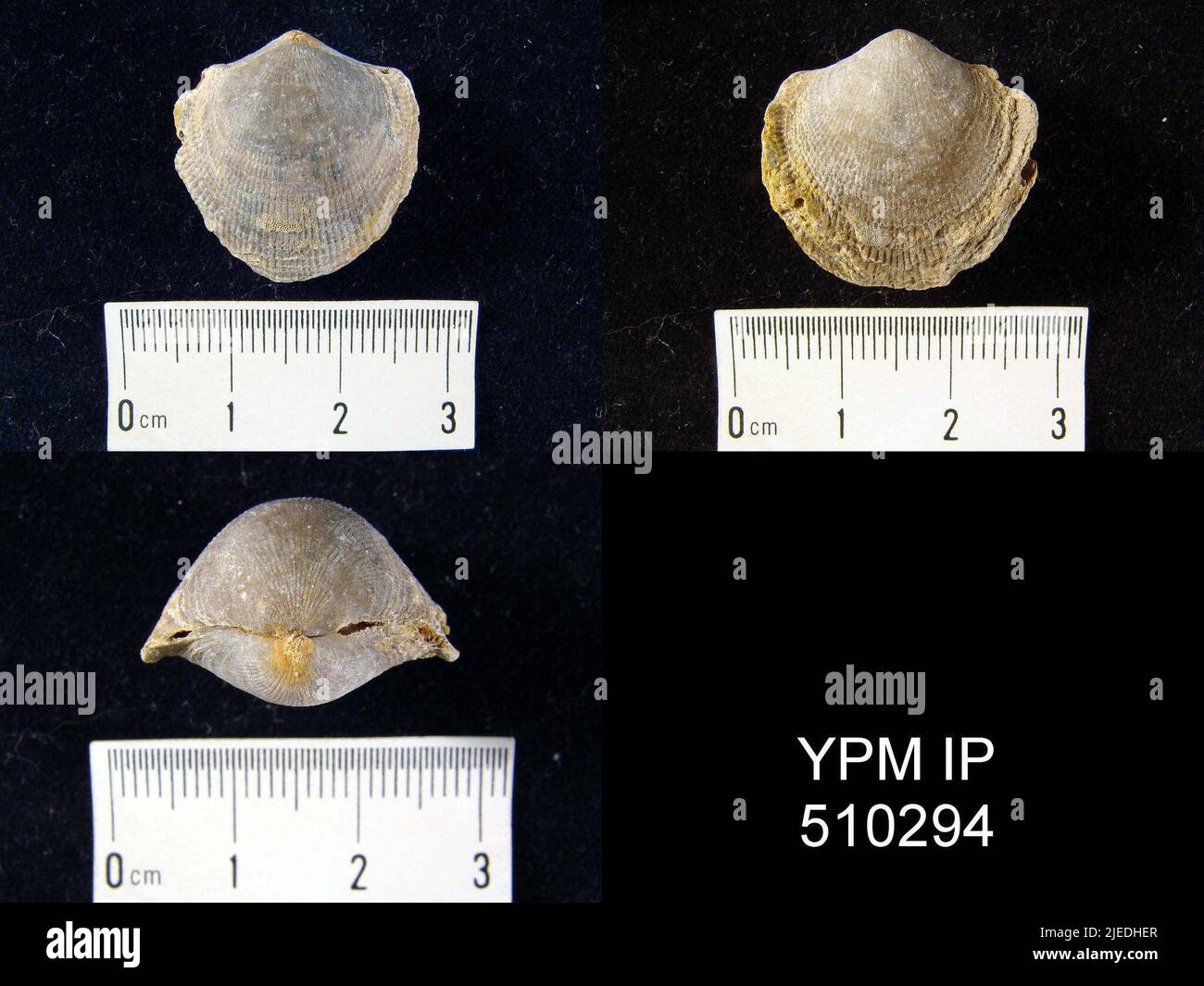 Atrypa sp animalia hi-res stock photography and images - Alamy