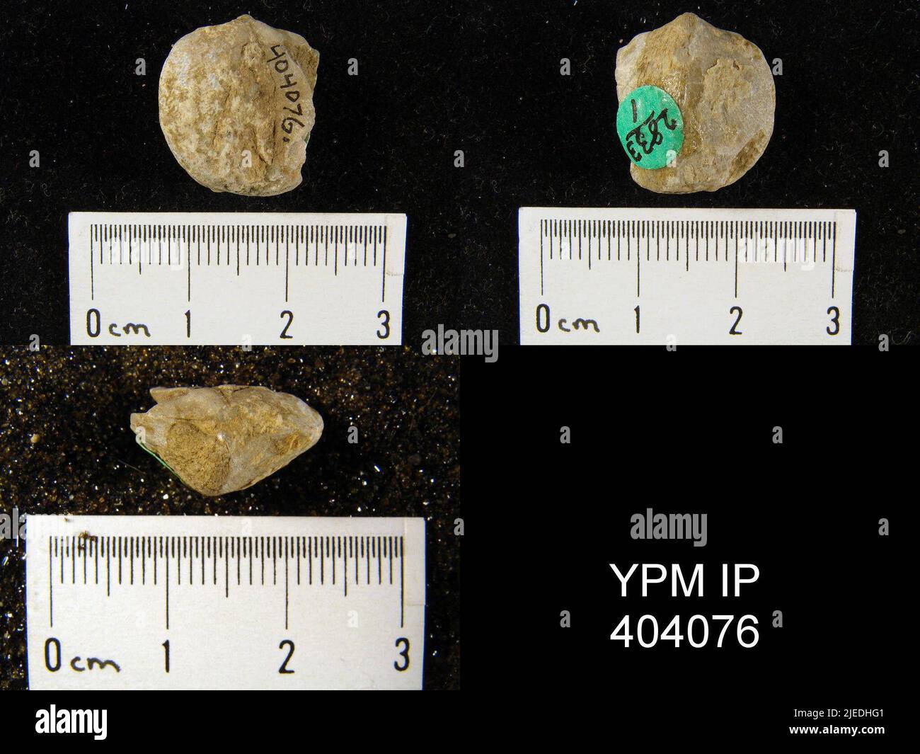 Dalmanella subcarinata Hall, 1857 Stock Photo - Alamy