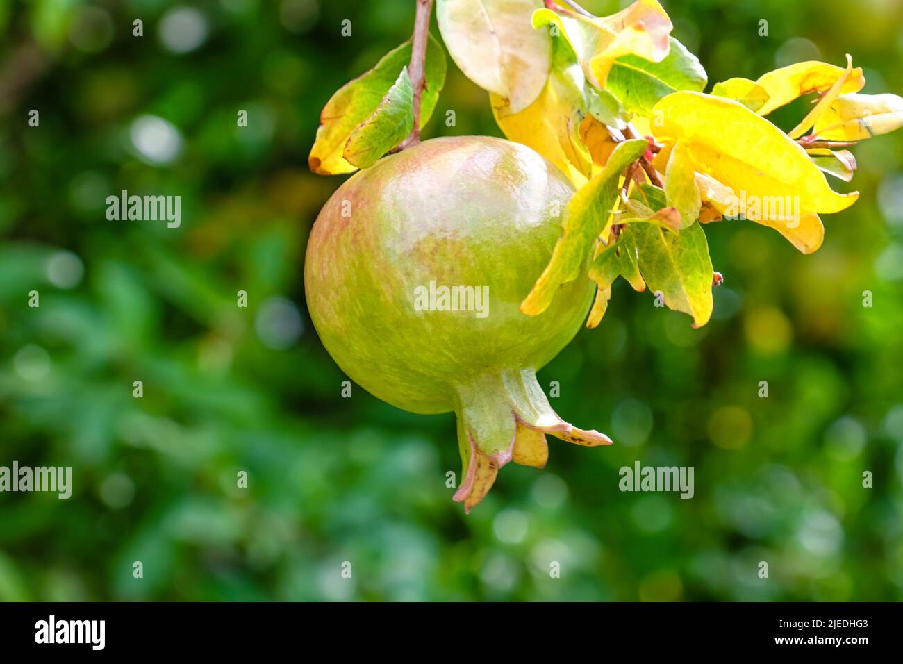Pomegranate hanging on tree branch in garden Stock Photo - Alamy