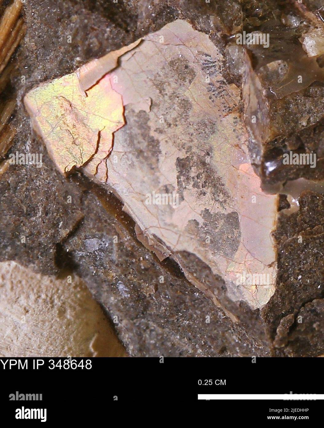 Ammonoidea animalia hi-res stock photography and images - Alamy