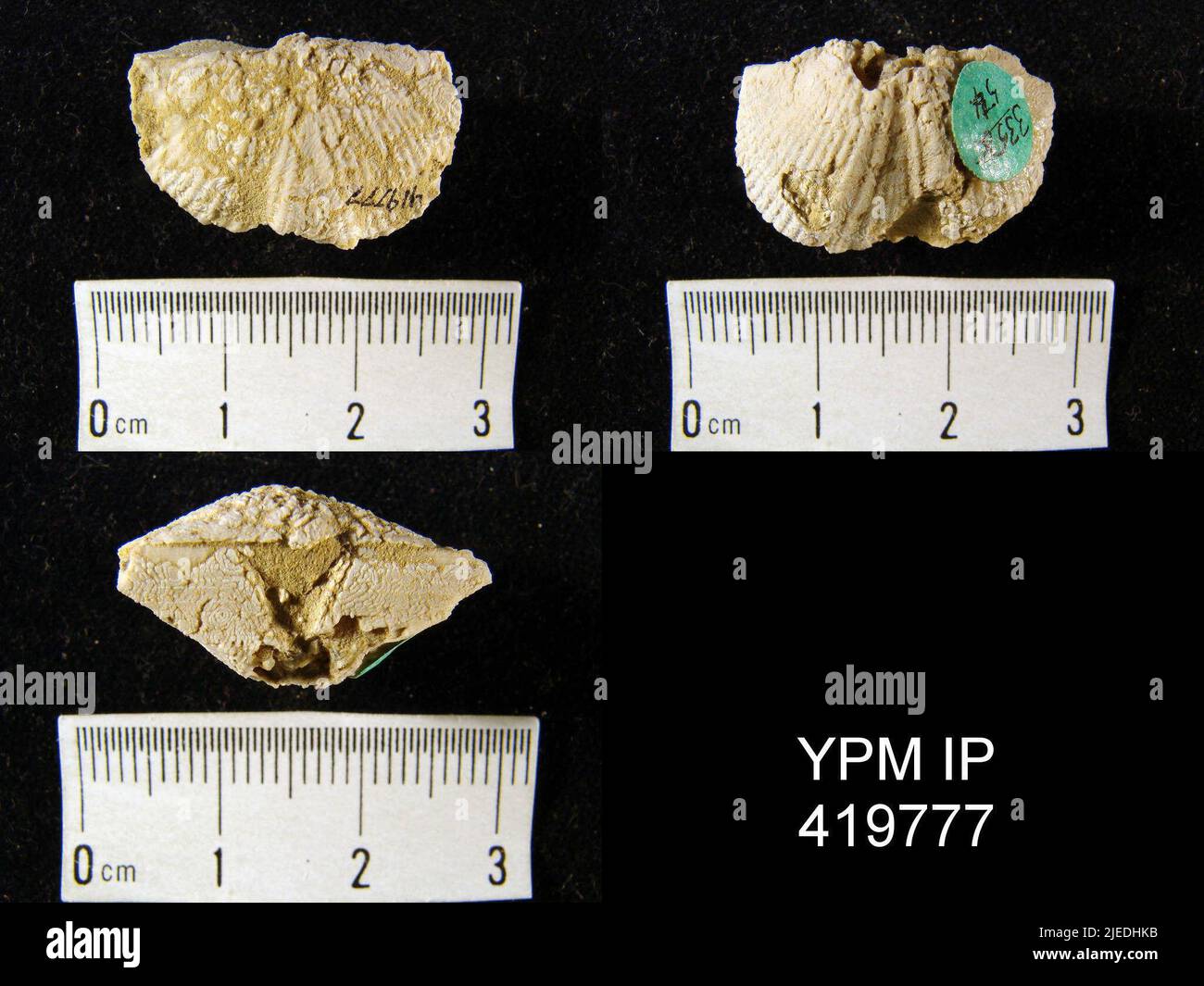 Spirifer sp hi-res stock photography and images - Alamy