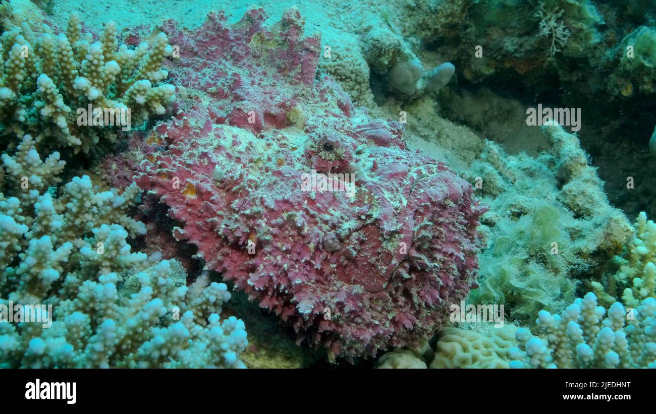 Red Sea, Egypt. 26th June, 2022. Close-up of pink Stonefish lies on ...
