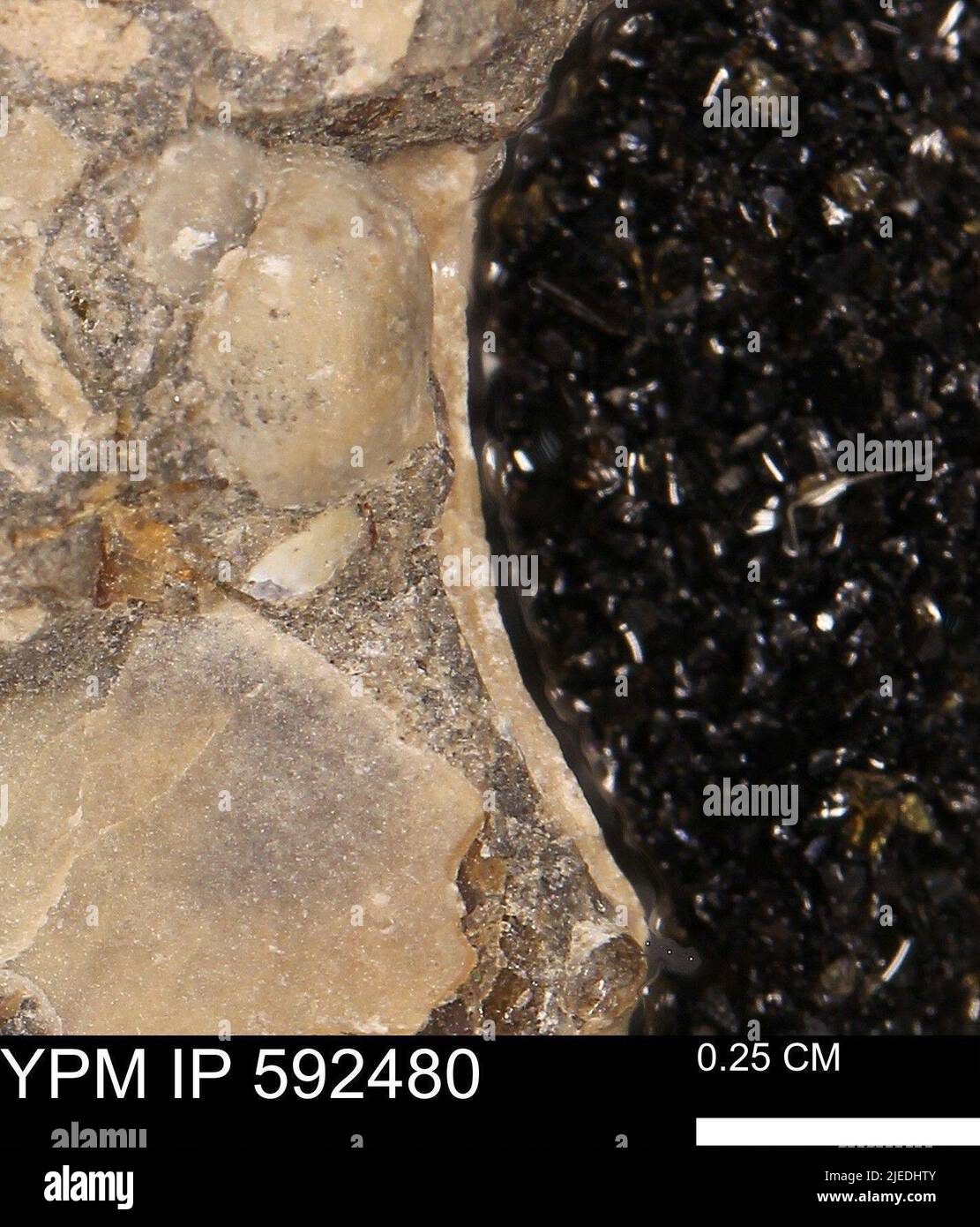Gastropoda snails and sl hi-res stock photography and images - Alamy