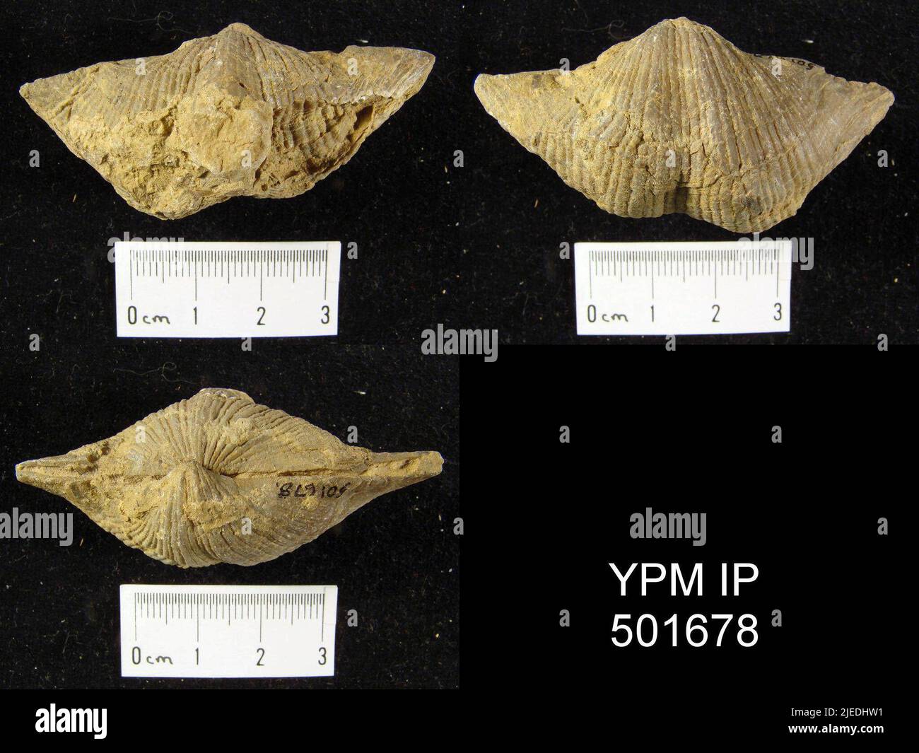 Spirifer cameratus Morton, 1836 Stock Photo - Alamy