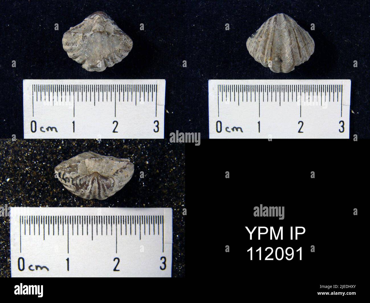 Spirifer sp hi-res stock photography and images - Alamy