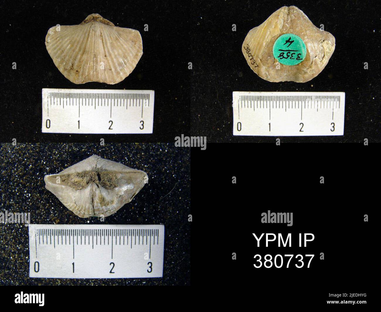 Spirifer orestes Hall & Whitfield Stock Photo - Alamy