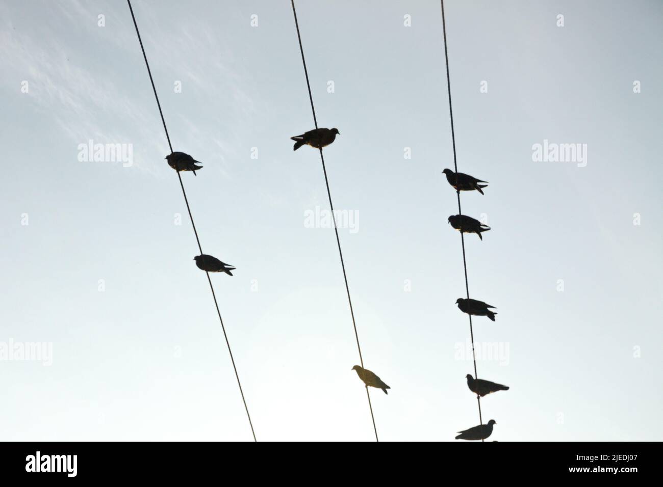 pigeons on power lines in Rio de Janeiro Stock Photo - Alamy
