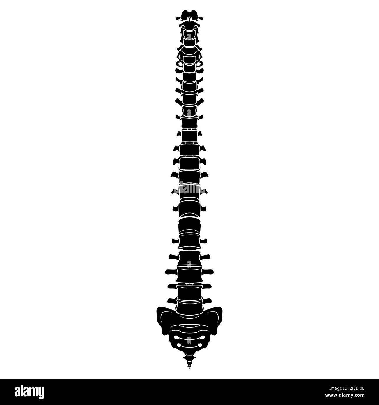 Skeleton Human Vertebral column silhouette spine body bones - sacrum ...