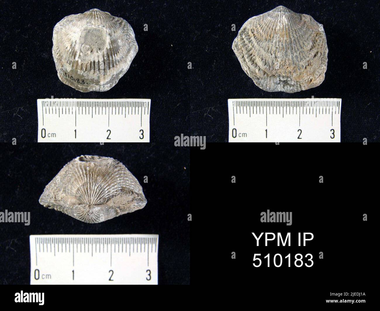 Atrypa sp animalia hi-res stock photography and images - Alamy