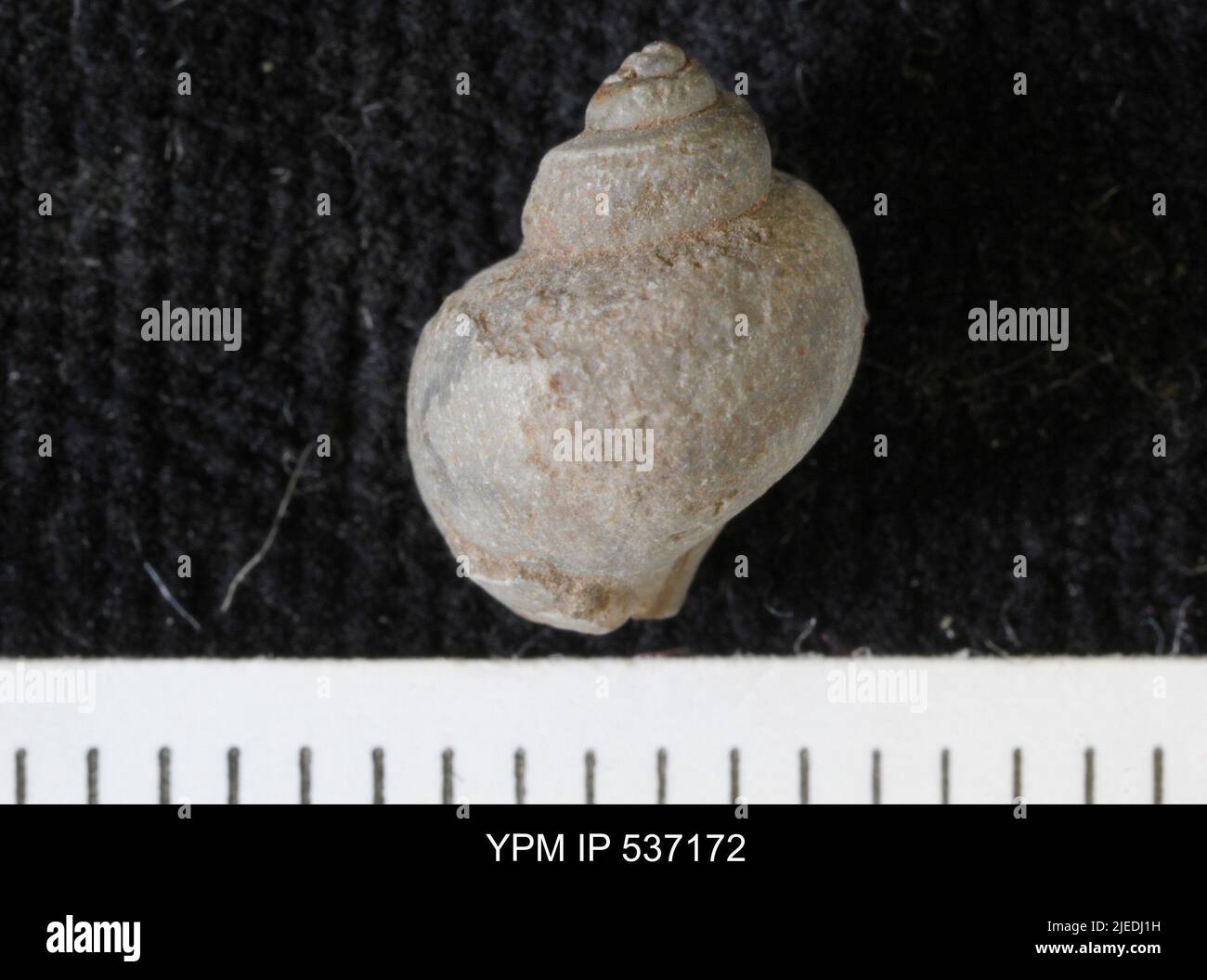 Viviparus montanaensis Stanton Stock Photo - Alamy