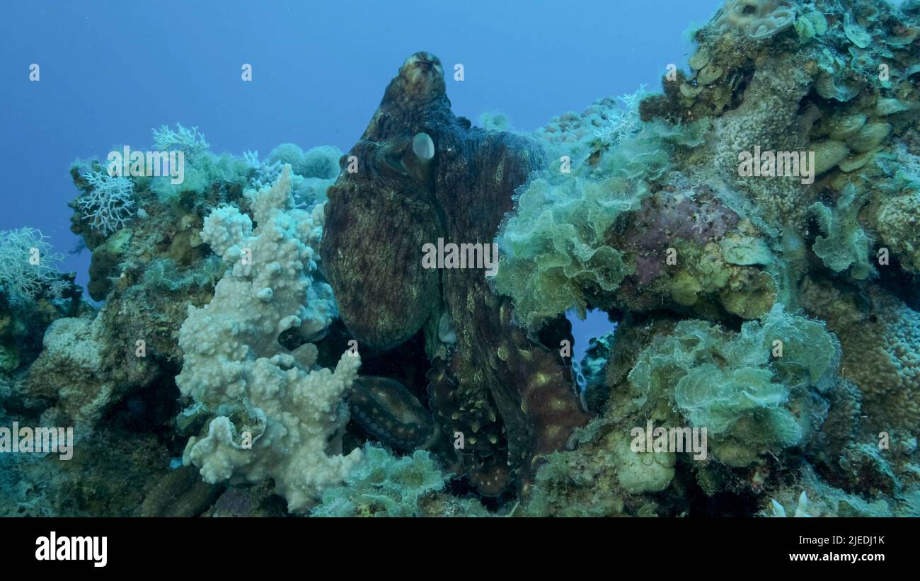 Red Sea, Egypt. 26th June, 2022. Portrait of big red Octopus sits on ...