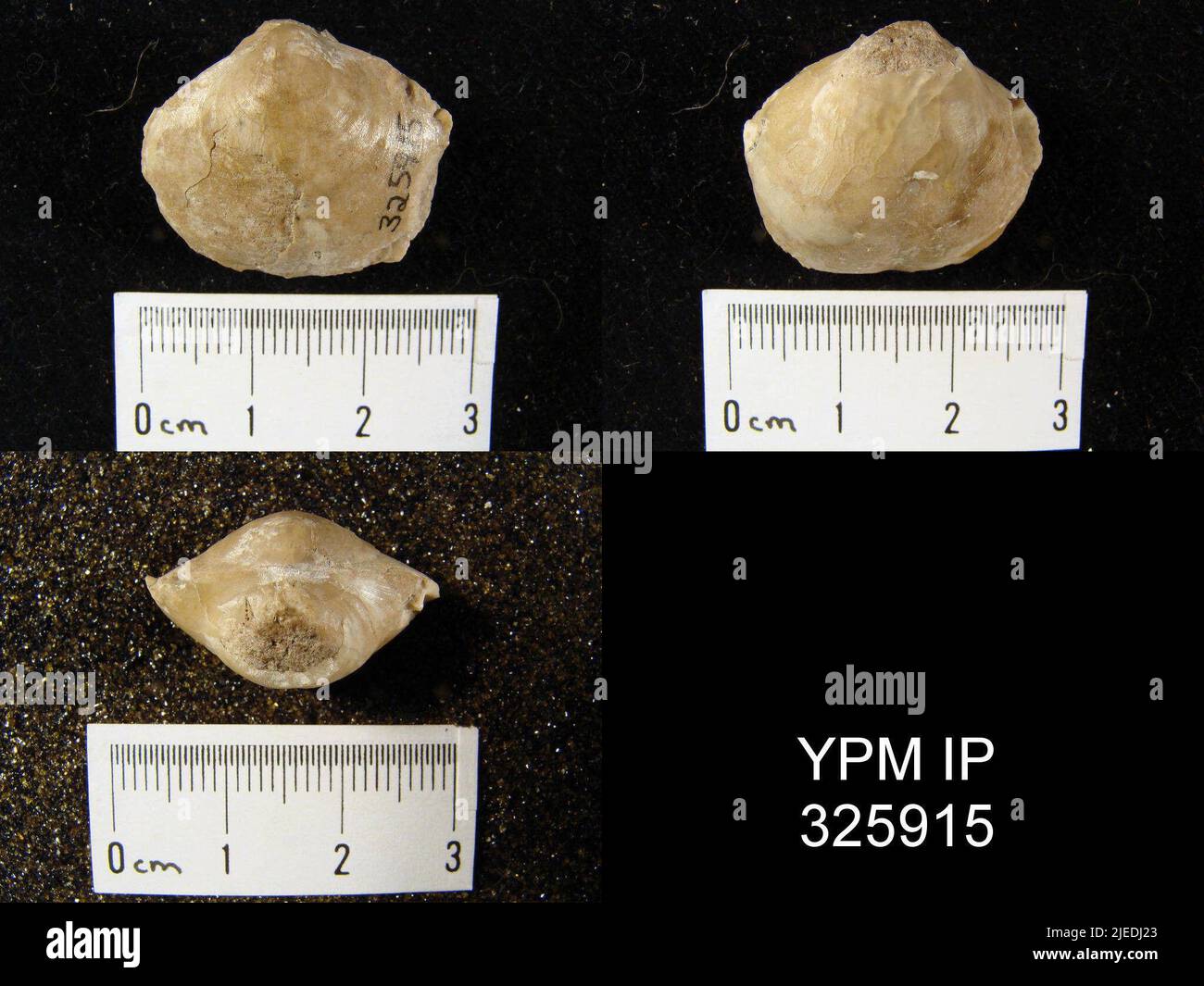 Martinia sp animalia hi-res stock photography and images - Alamy