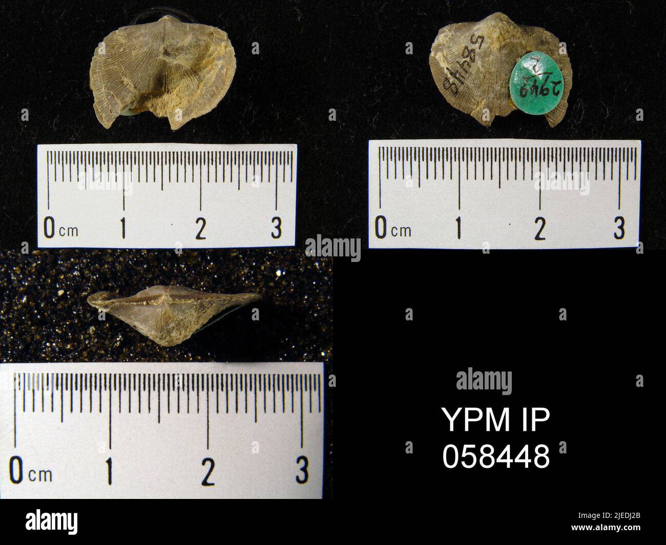 Dalmanella subcarinata Hall, 1857 Stock Photo - Alamy