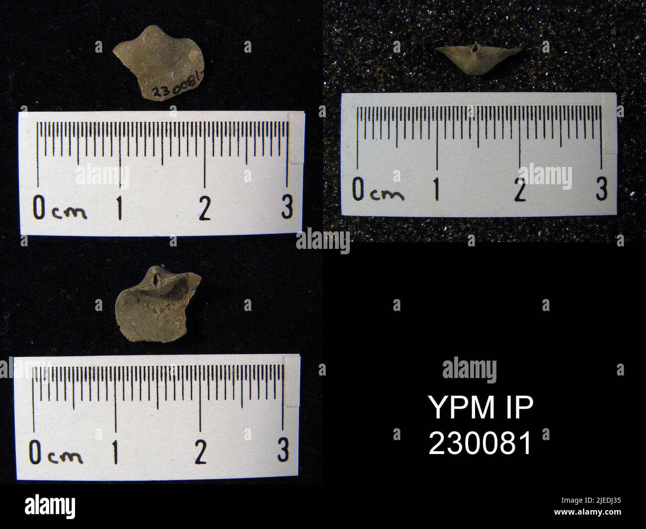 1932 animalia hi-res stock photography and images - Alamy