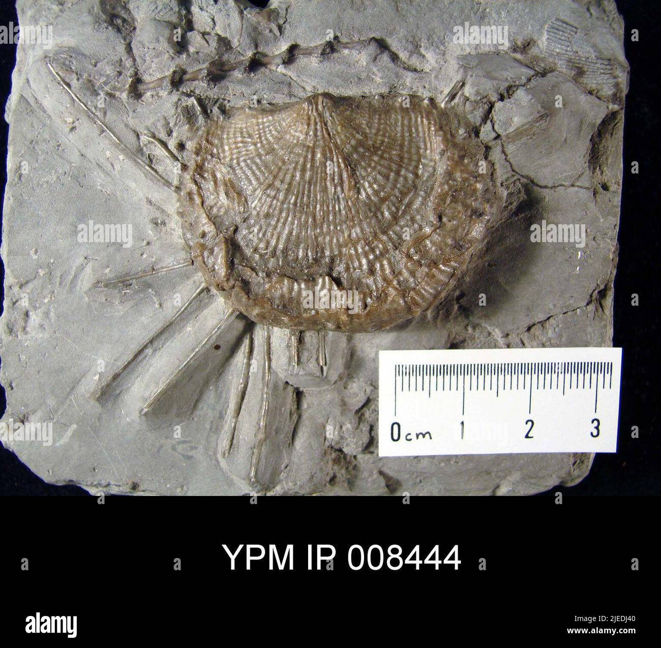 Dictyoclostus sp animalia hi-res stock photography and images - Alamy