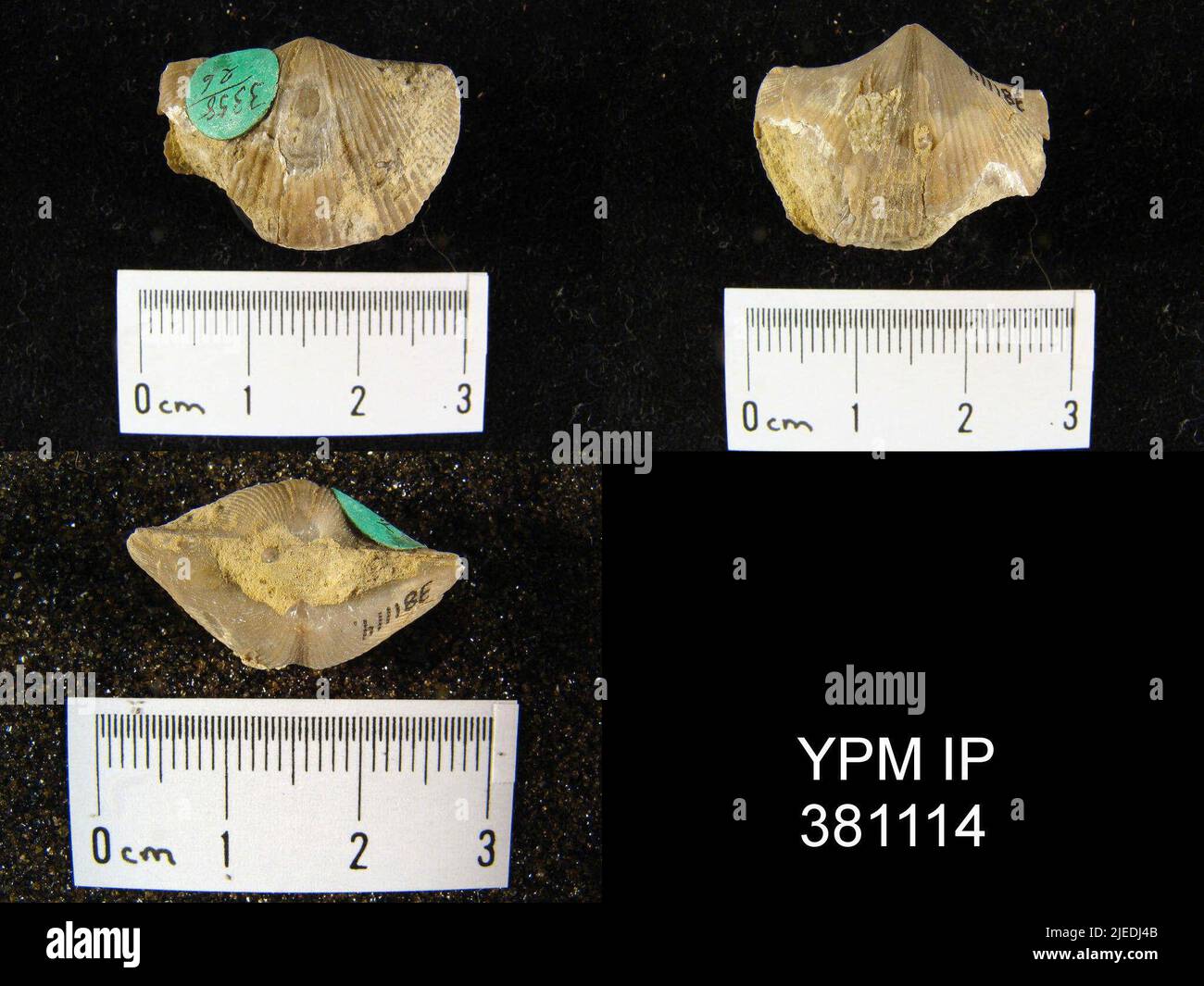 Spirifer orestes Hall & Whitfield Stock Photo - Alamy