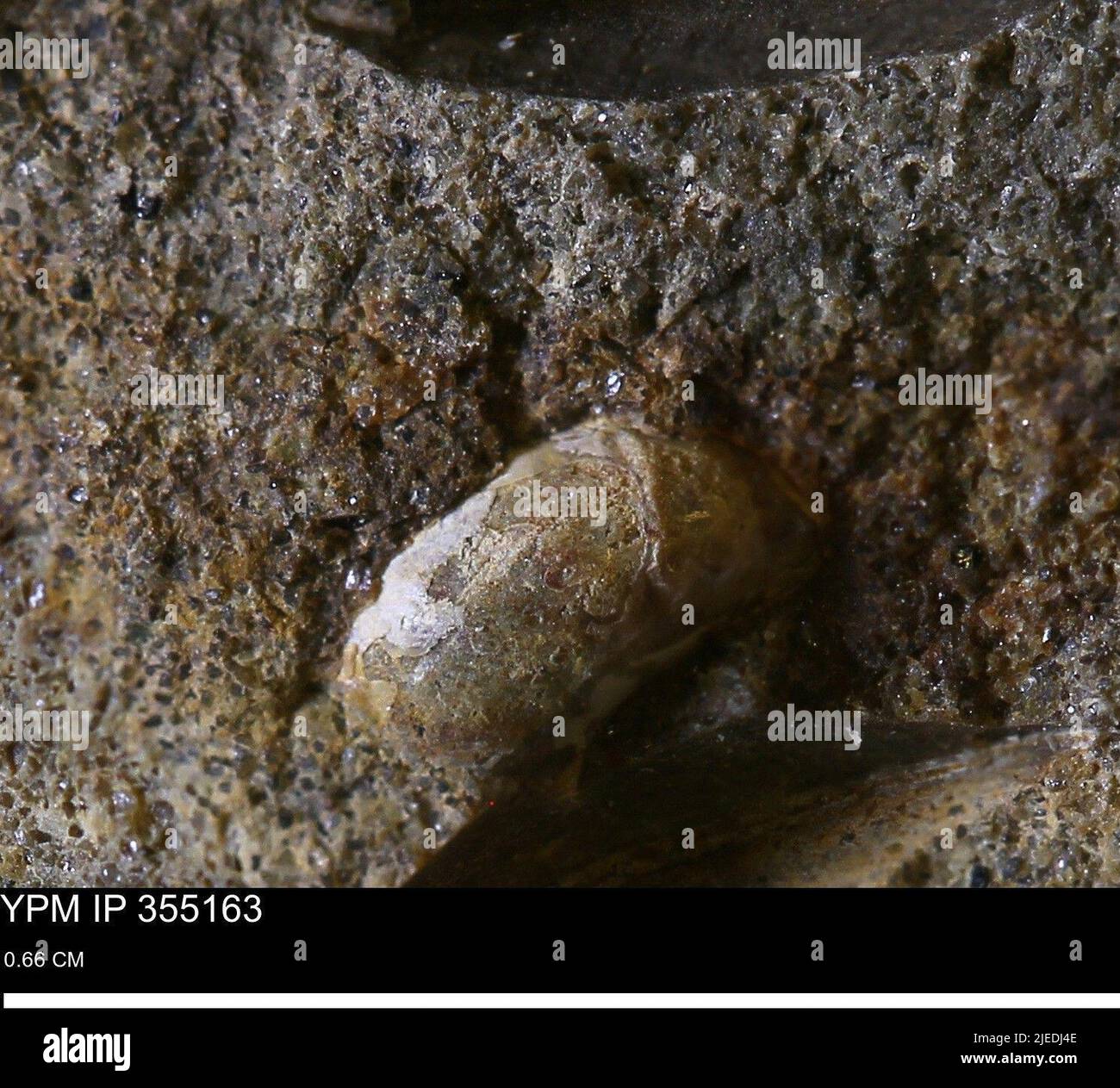 Ammonoidea squids hi-res stock photography and images - Alamy