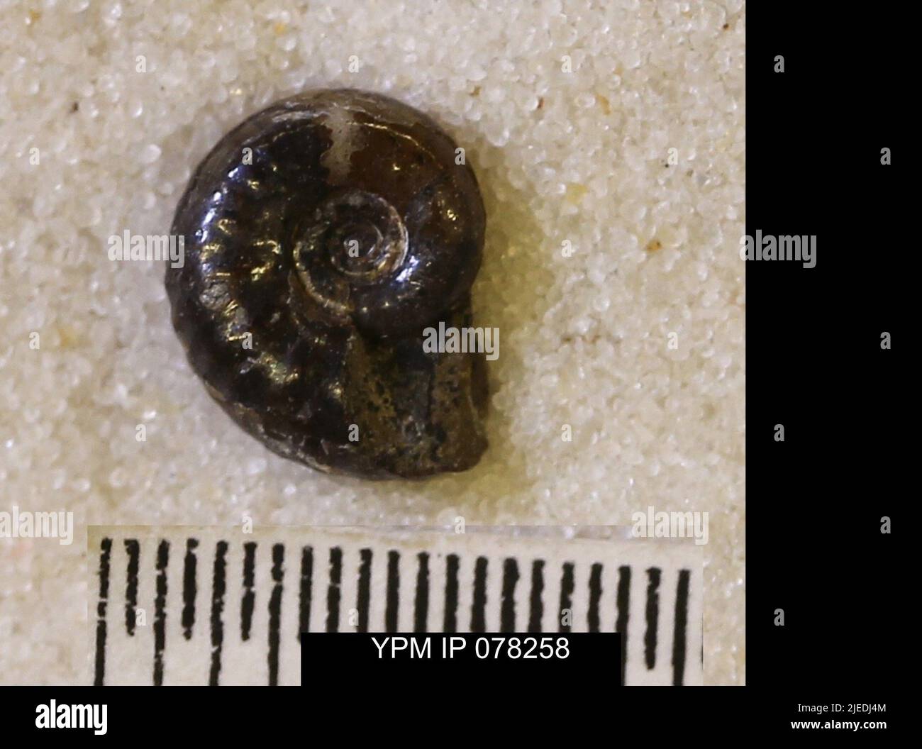 Hoploscaphites comprimus (Owen Stock Photo - Alamy