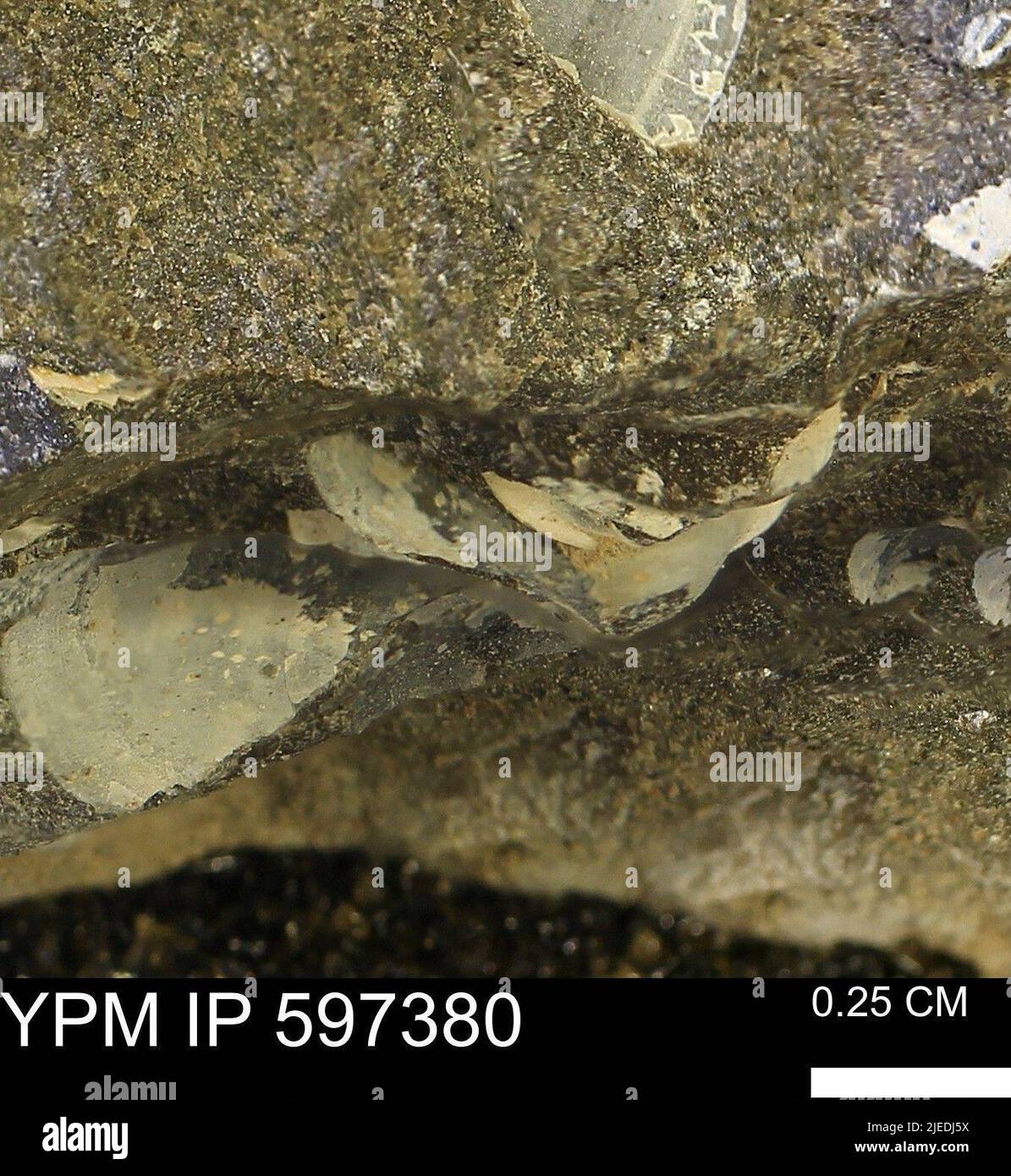 Limopsis striatopunctatus Evans & Schumard Stock Photo - Alamy