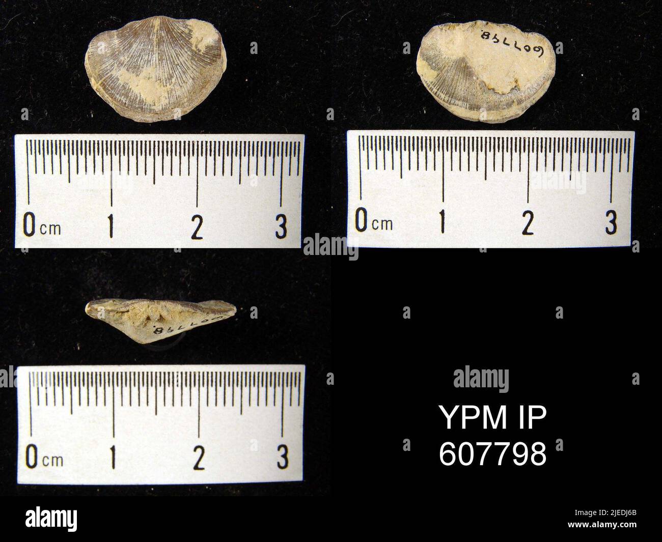 Dalmanella sp hi-res stock photography and images - Alamy