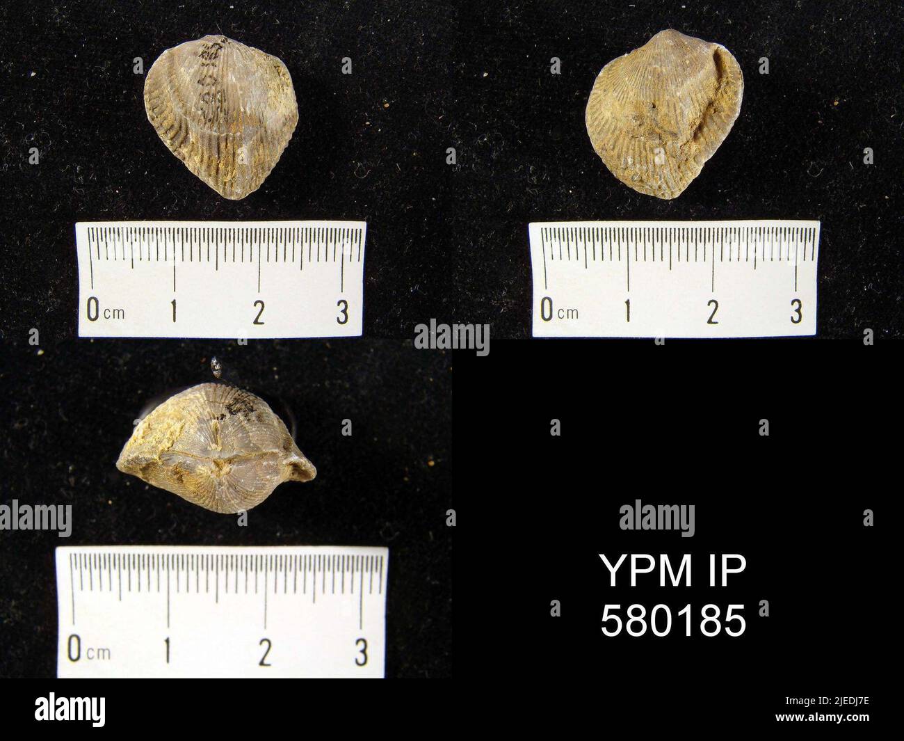 Atrypa sp animalia hi-res stock photography and images - Alamy