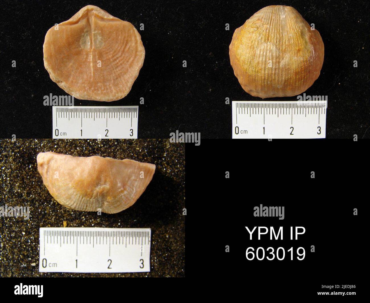 Dictyoclostus sp animalia hi-res stock photography and images - Alamy