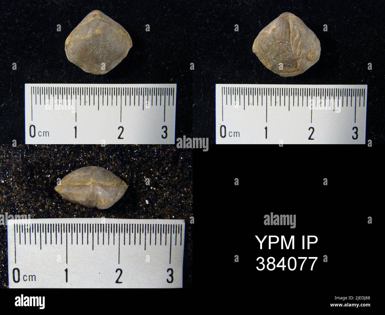 Athyris hi-res stock photography and images - Alamy