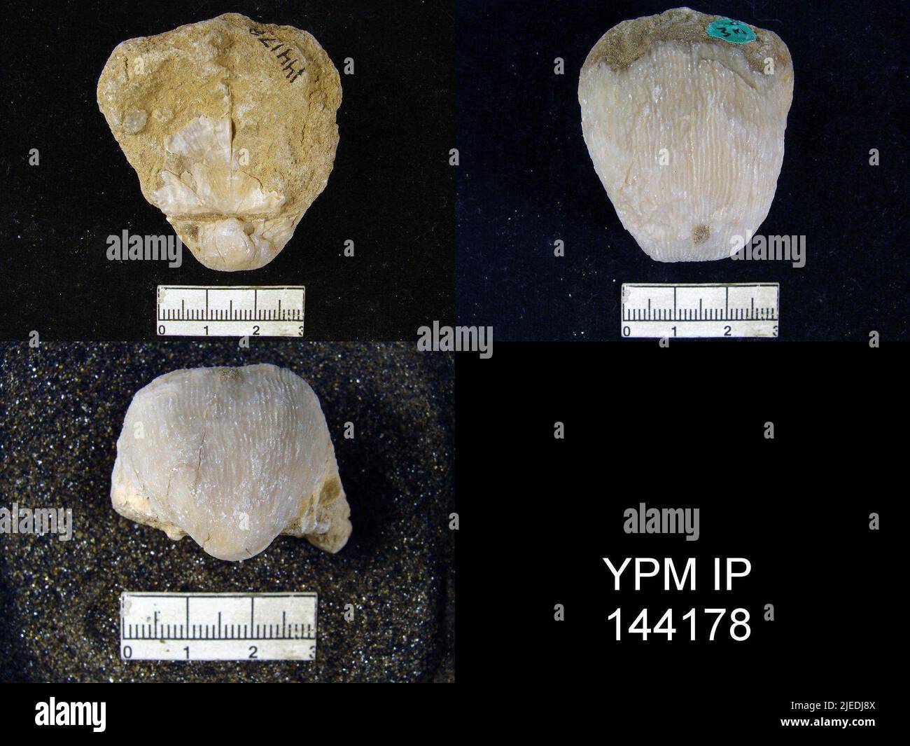 Productus (Linoproductus) lineatus Stock Photo - Alamy