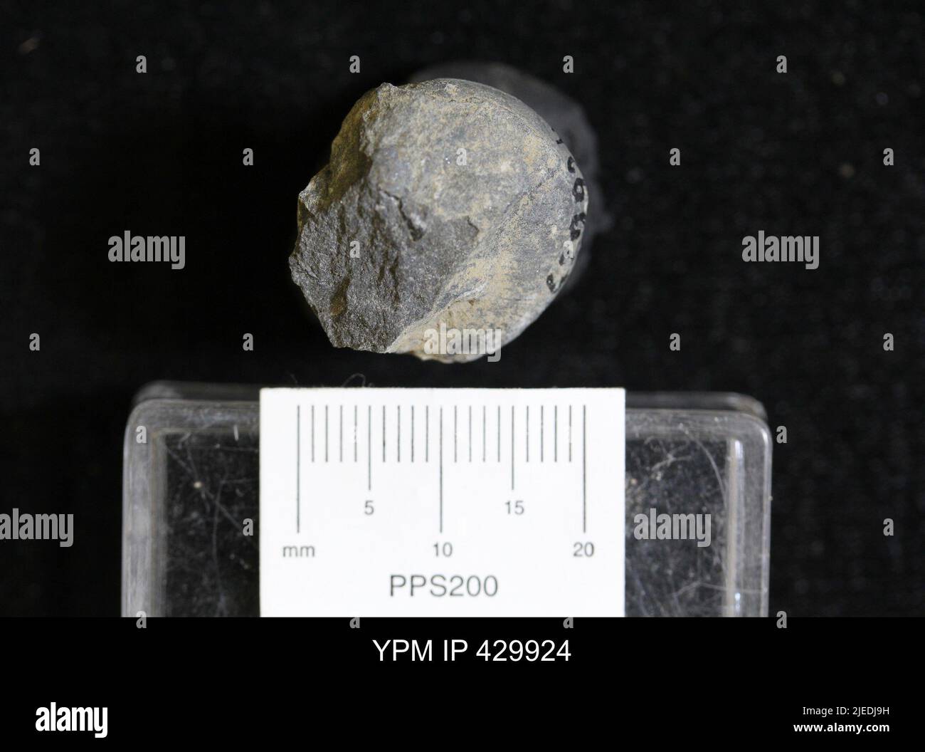 Trepospira rotalia animalia hi-res stock photography and images - Alamy