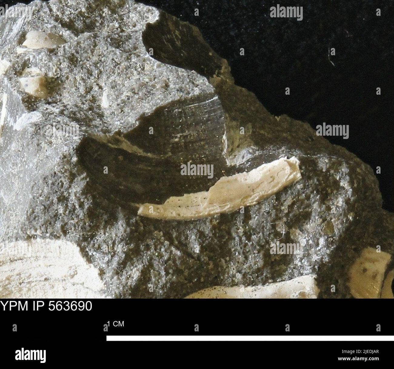 Evolution of mollusks hi-res stock photography and images - Alamy