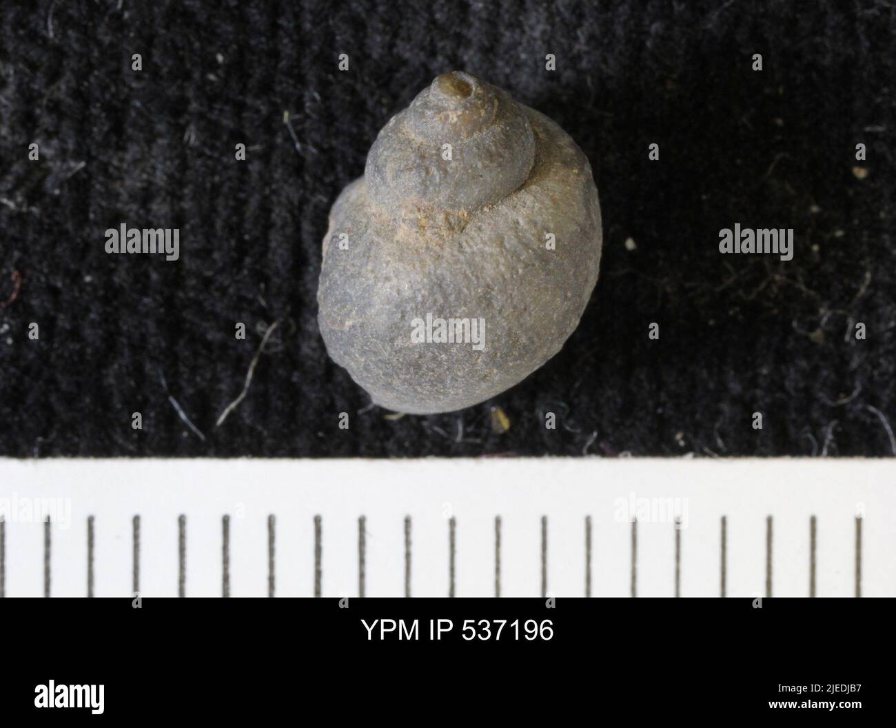 Viviparus montanaensis Stanton Stock Photo - Alamy